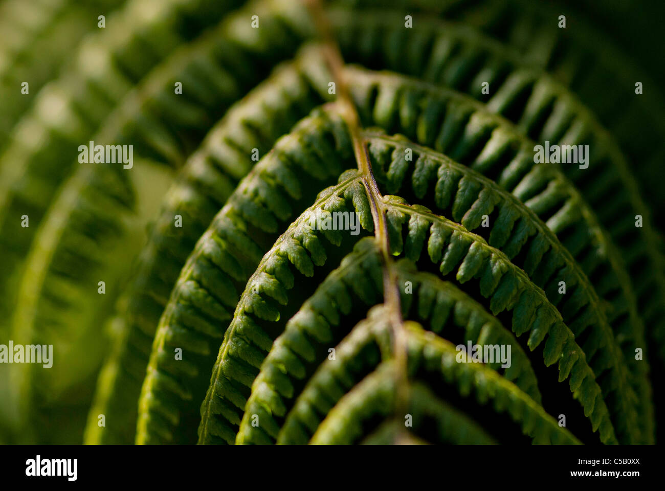 Fronds with hi-res stock photography and images - Alamy