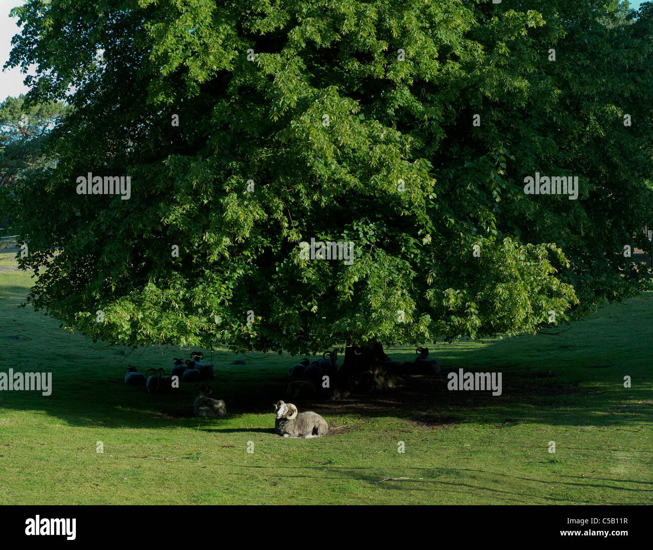 Sheep Lying Under Tree High Resolution Stock Photography and Images - Alamy