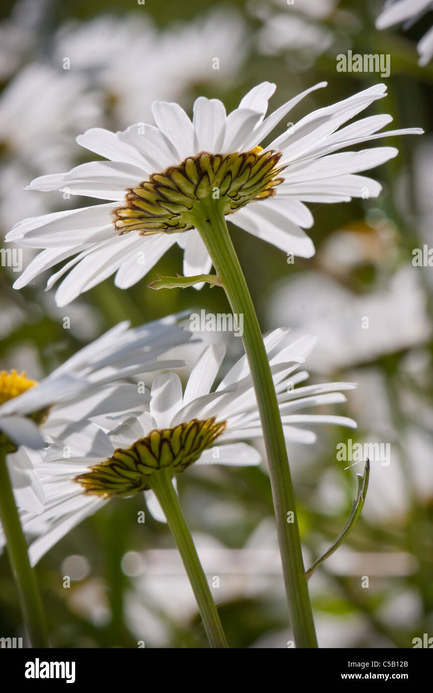 Oxeye daisy flower hi-res stock photography and images - Alamy