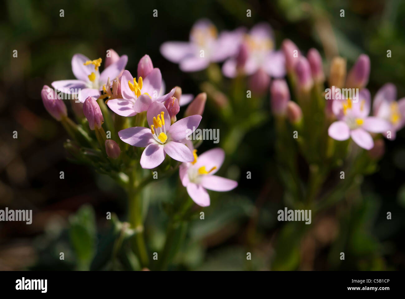 Close up of Centaurium erythraea fower. Also known as common centaury ...