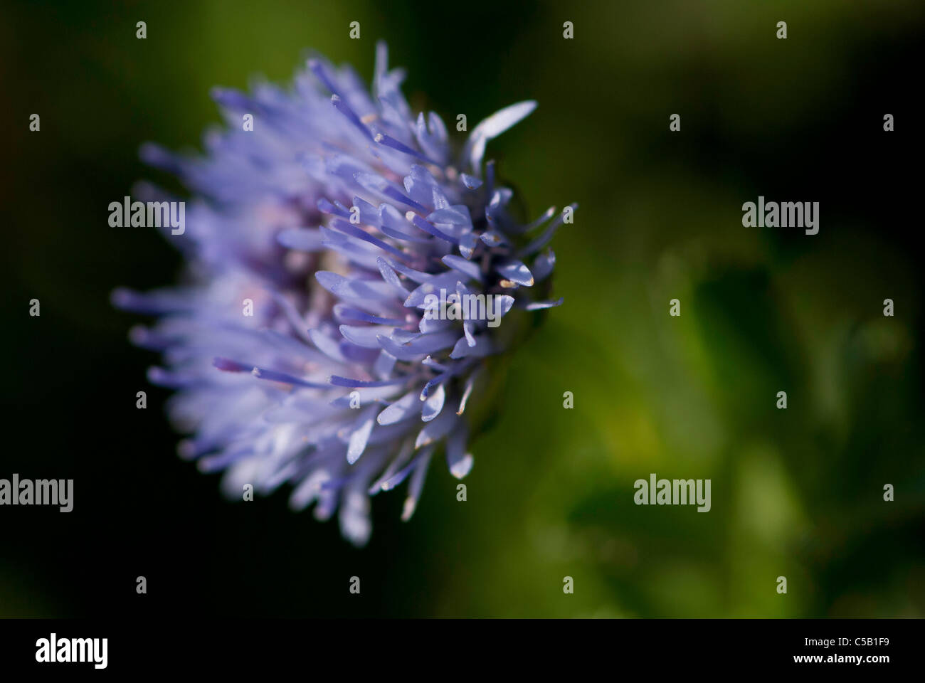 Close up of Jasione montana flower. Also known as Sheep's Bit Stock ...