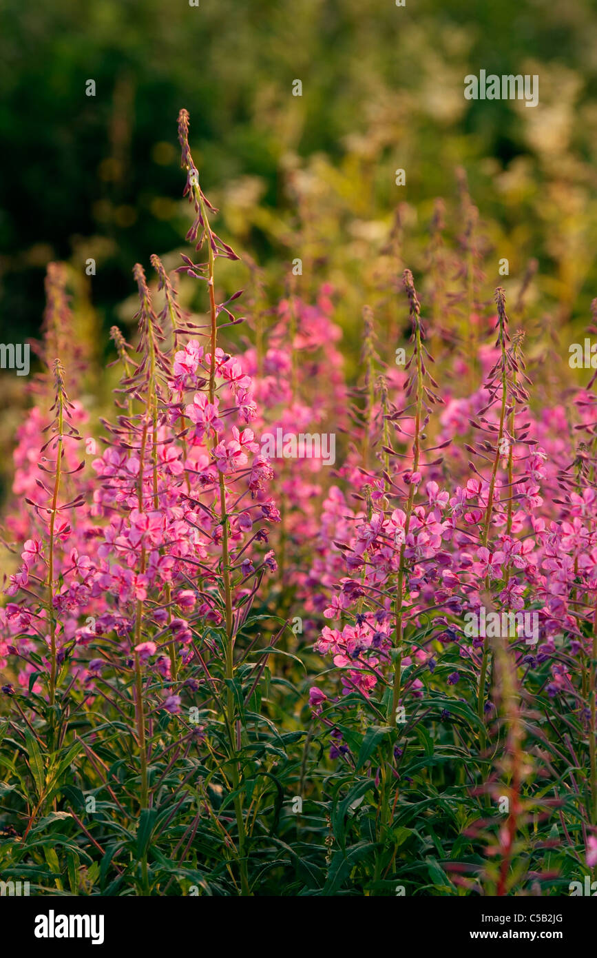 Rallarros hi-res stock photography and images - Alamy