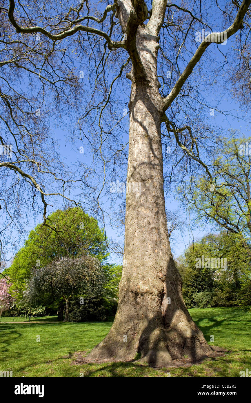 trees at the hyde park in london, uk Stock Photo - Alamy