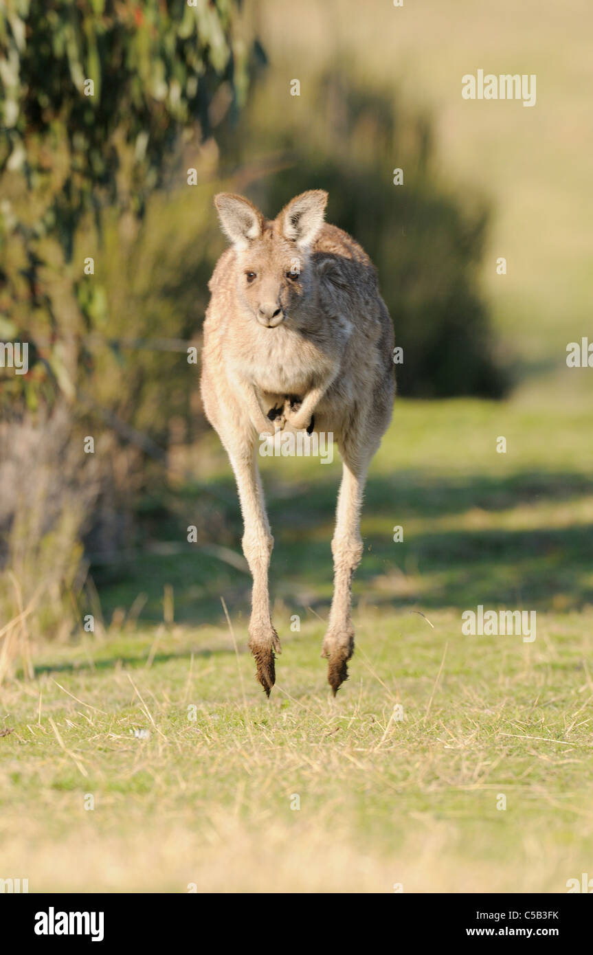 Eastern Grey Kangaroo Macropus giganteus Bounding Photographed in ACT ...