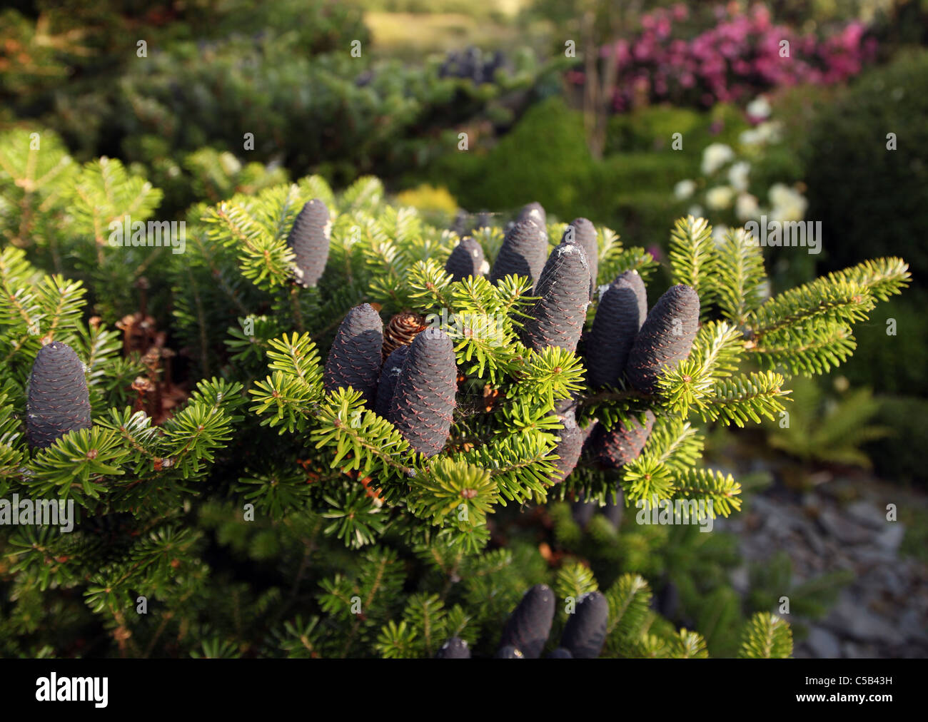 Abies Koreana cones showing seepage of sap Stock Photo - Alamy