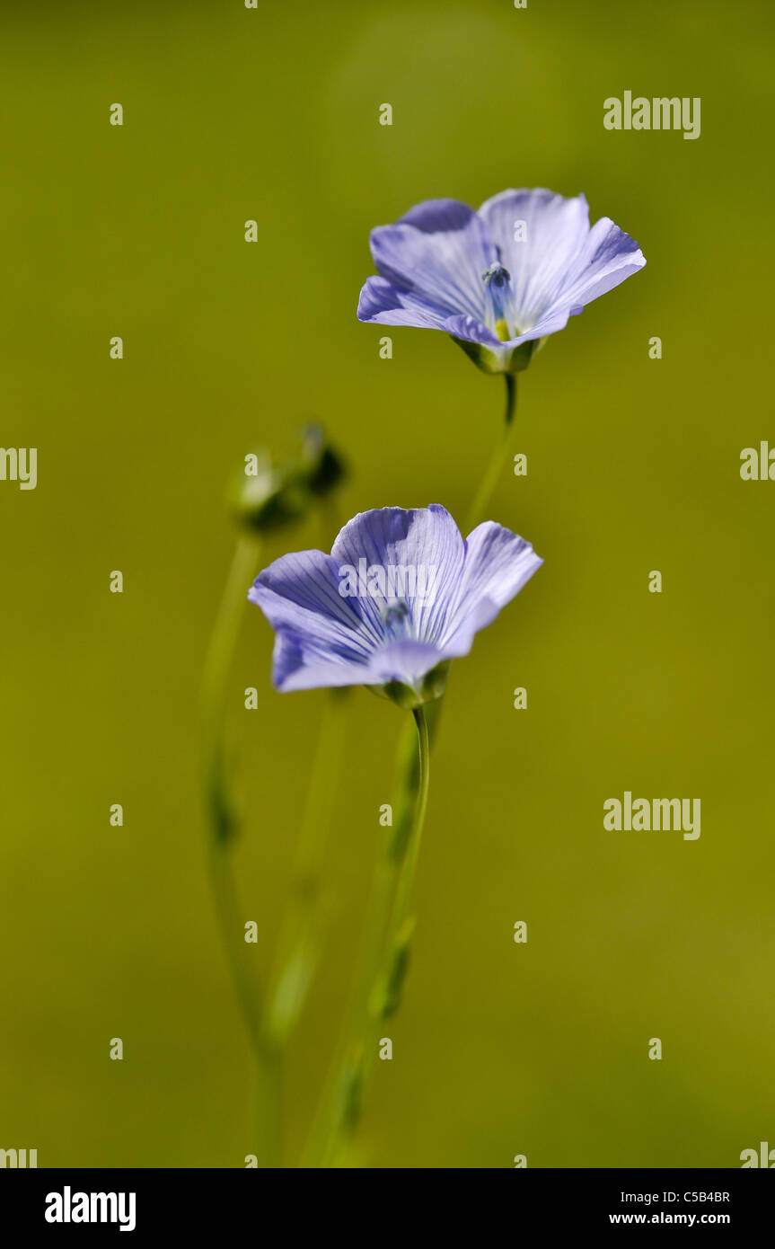 The pale flax hi-res stock photography and images - Alamy