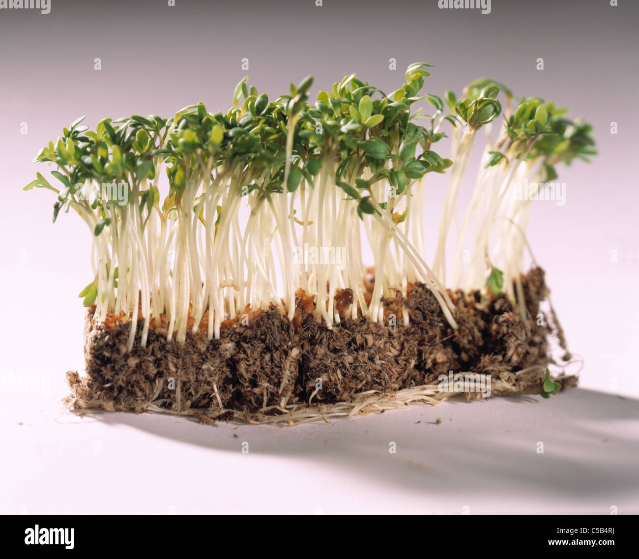 Cress recipes hi-res stock photography and images - Alamy