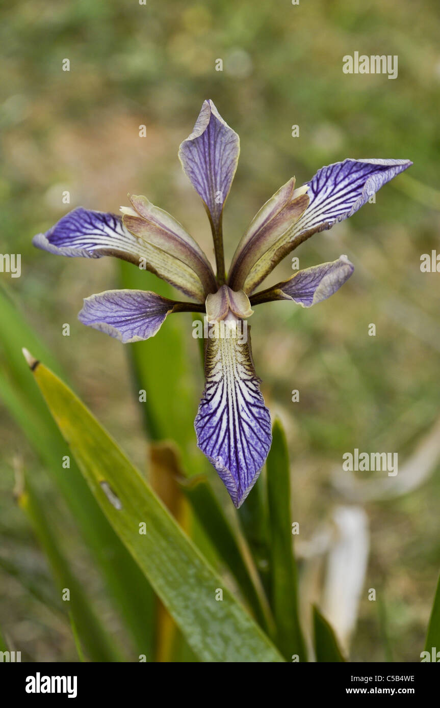 Stinking iris plant hi-res stock photography and images - Alamy