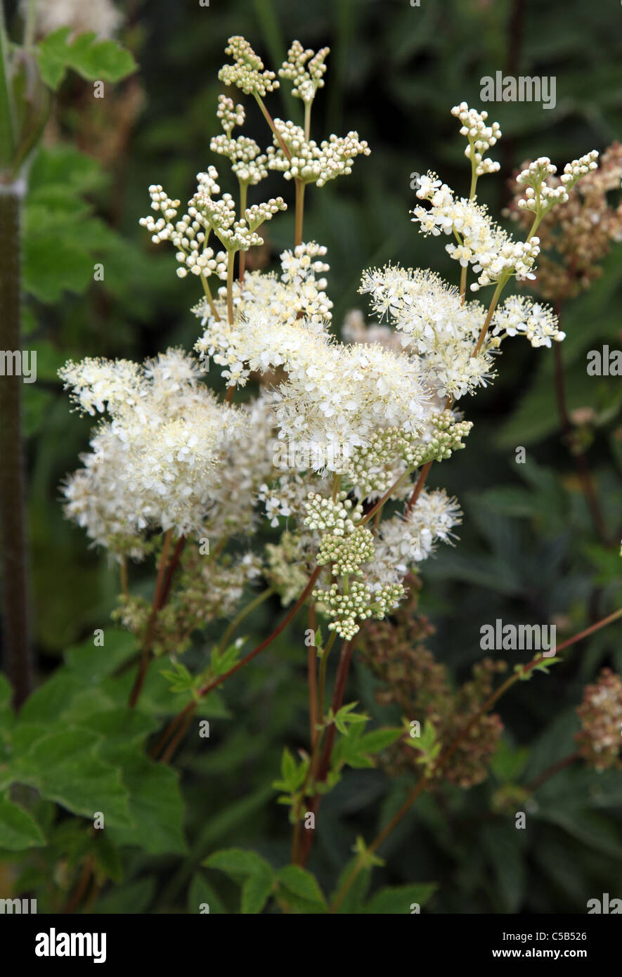 Ground elder hi-res stock photography and images - Alamy