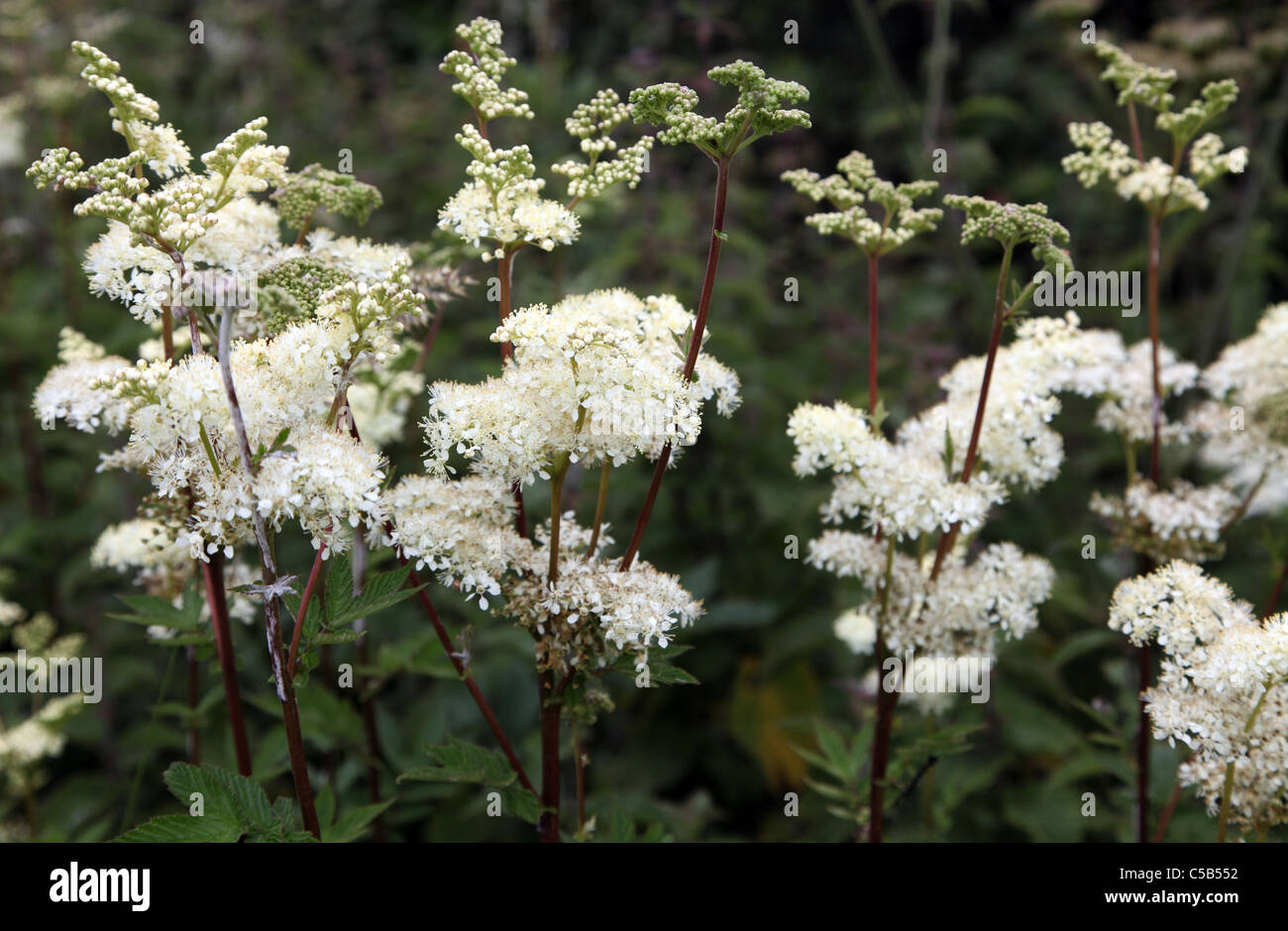 Ground elder hi-res stock photography and images - Alamy