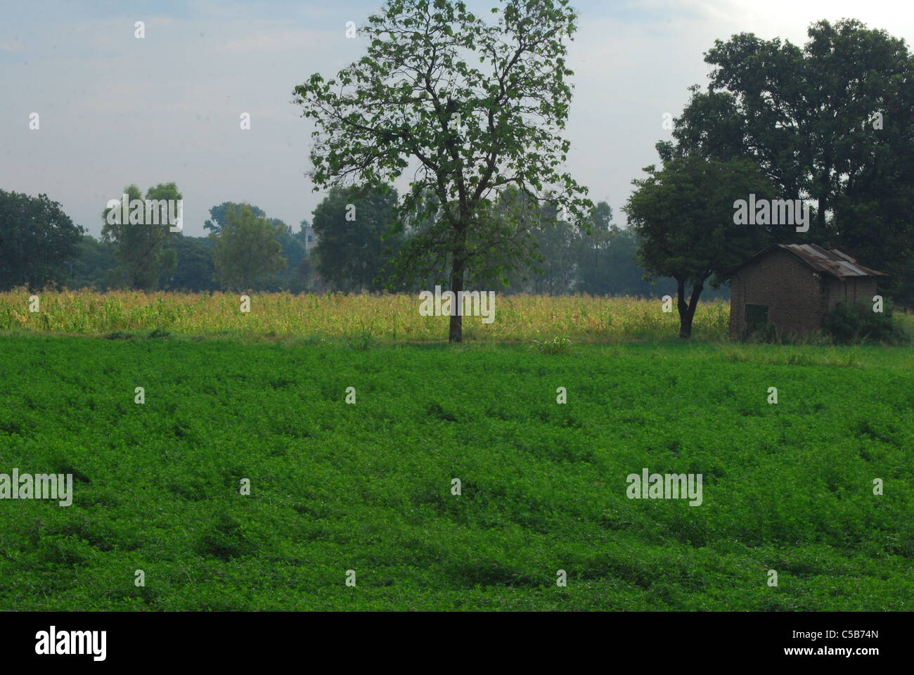 Economical tree hi-res stock photography and images - Alamy