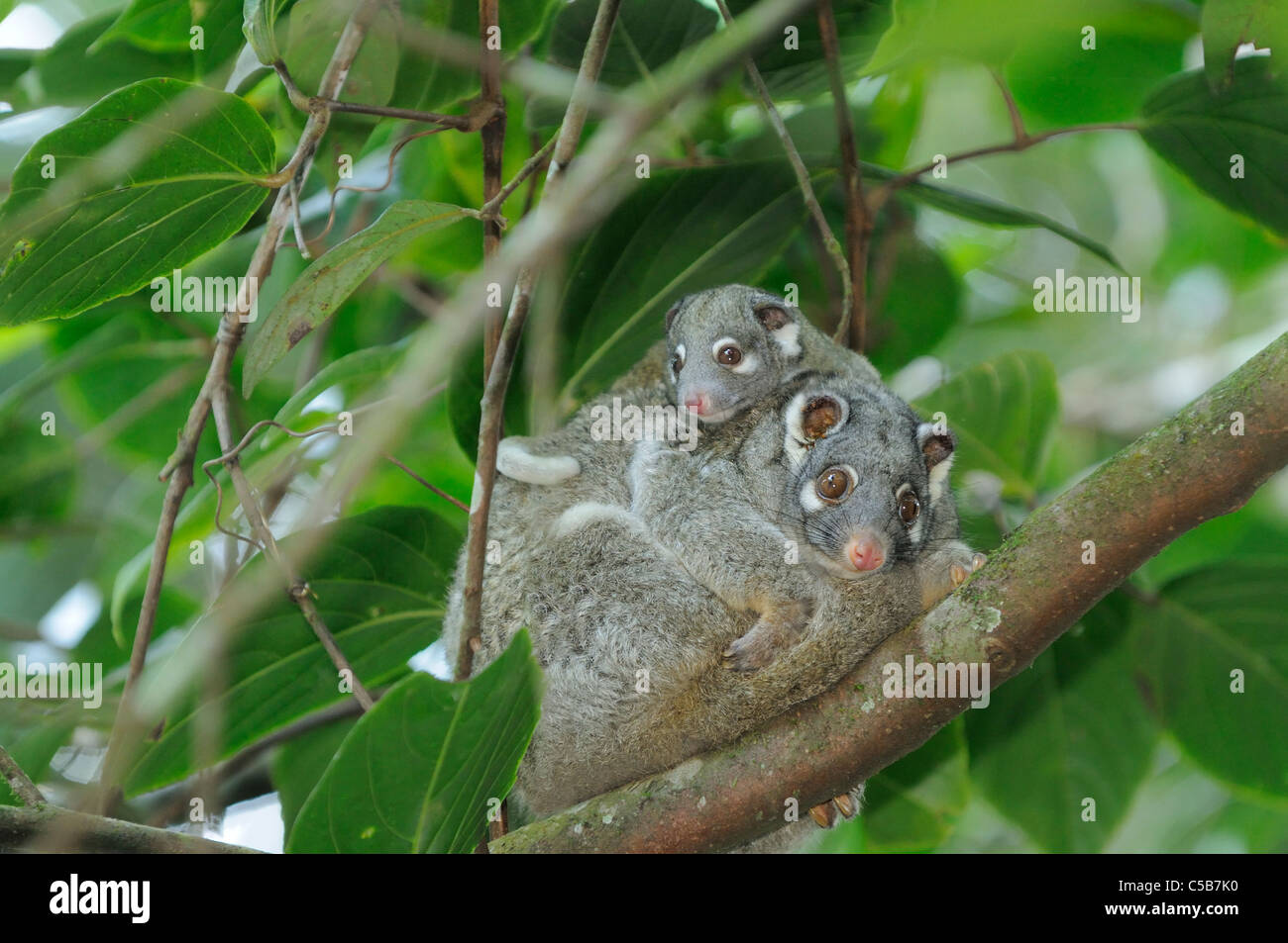 Green ringtail possum pseudocheirus archeri hi-res stock photography ...