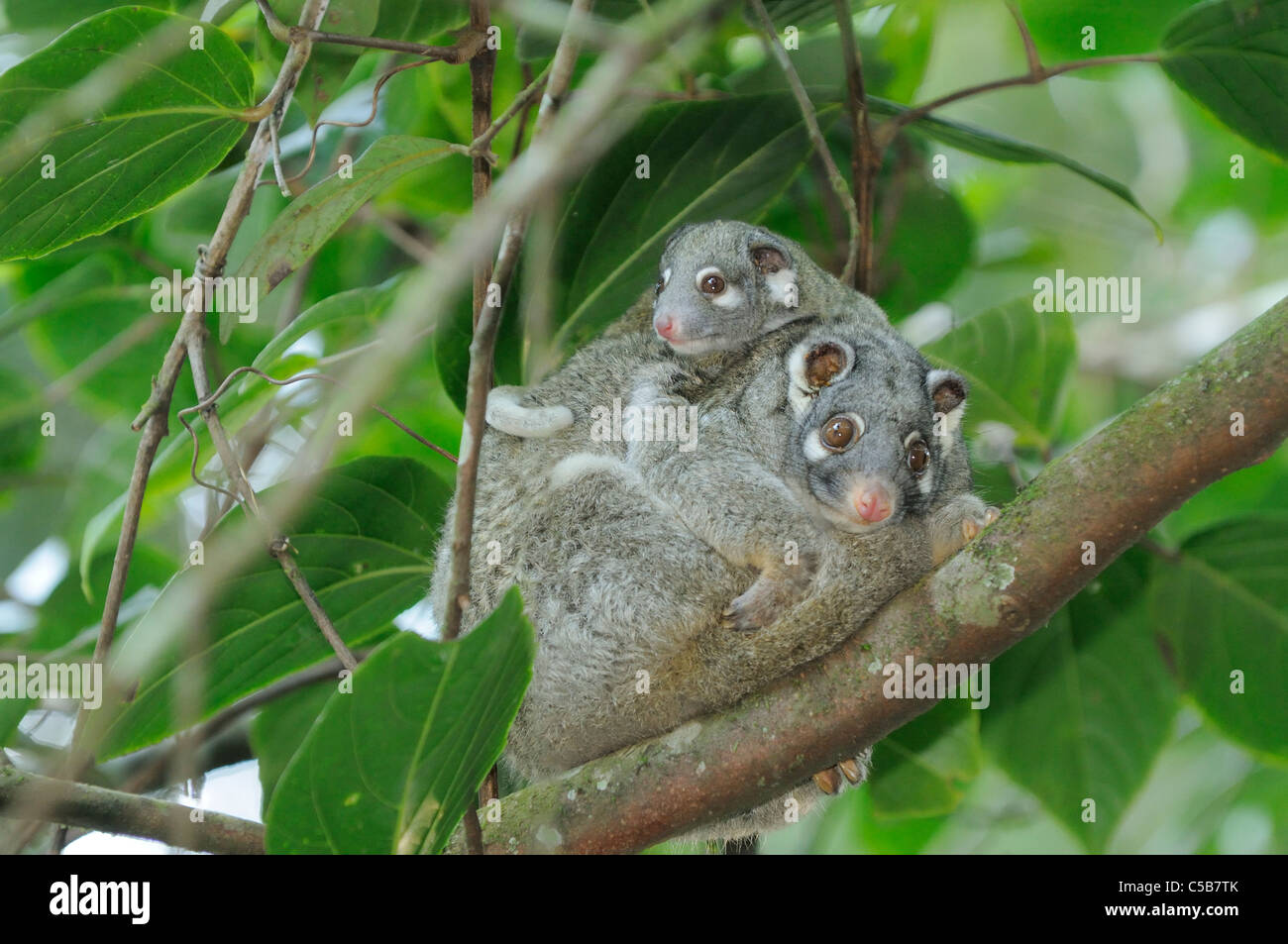 Green Ringtail Possum Pseudocheirus archeri Female with baby on head ...