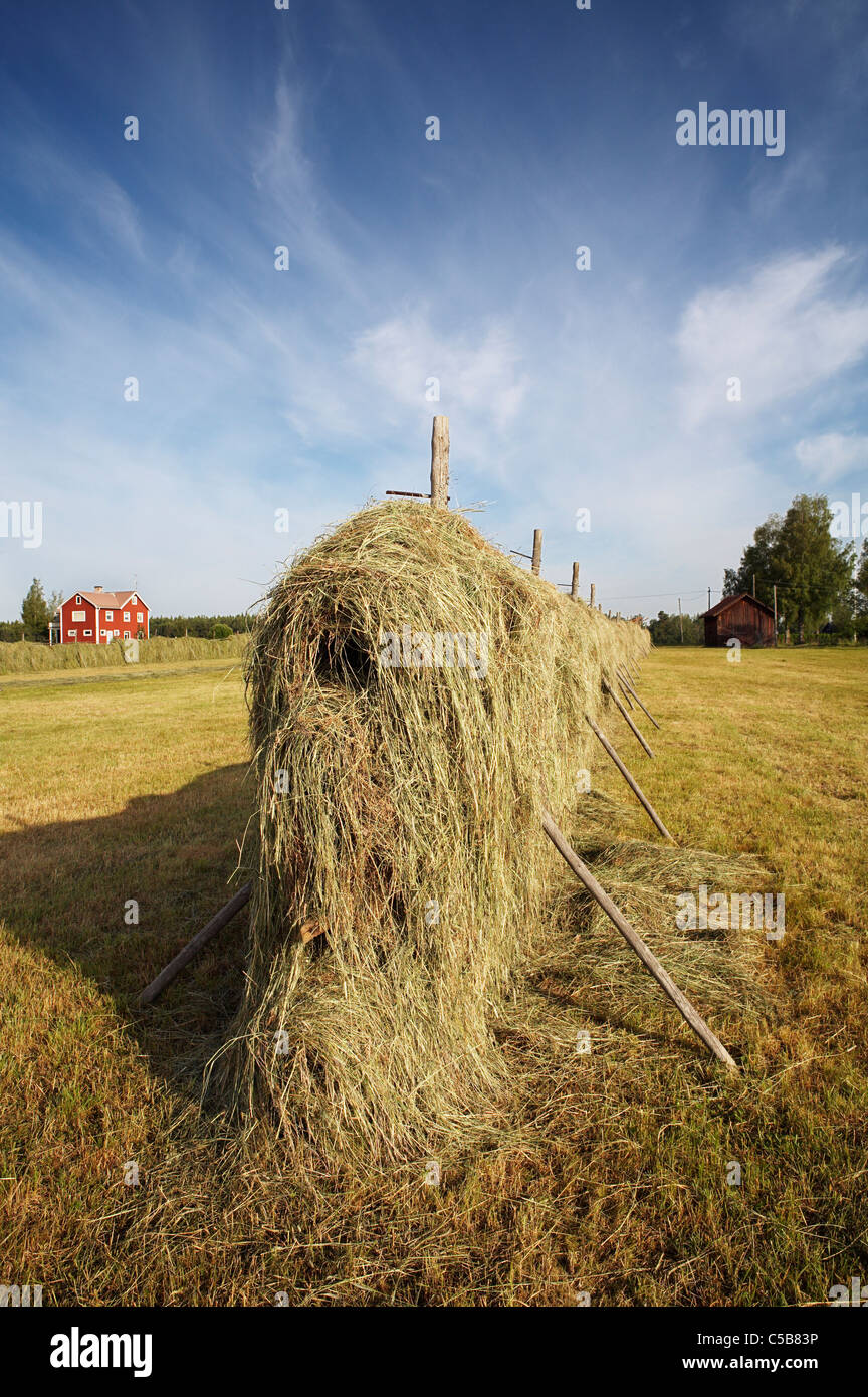 Hay rack on farm High Resolution Stock Photography and Images - Alamy