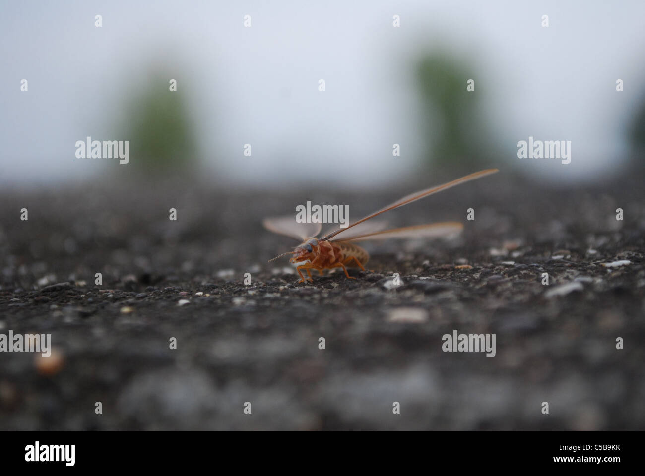 termite white ant fly close-up Stock Photo - Alamy
