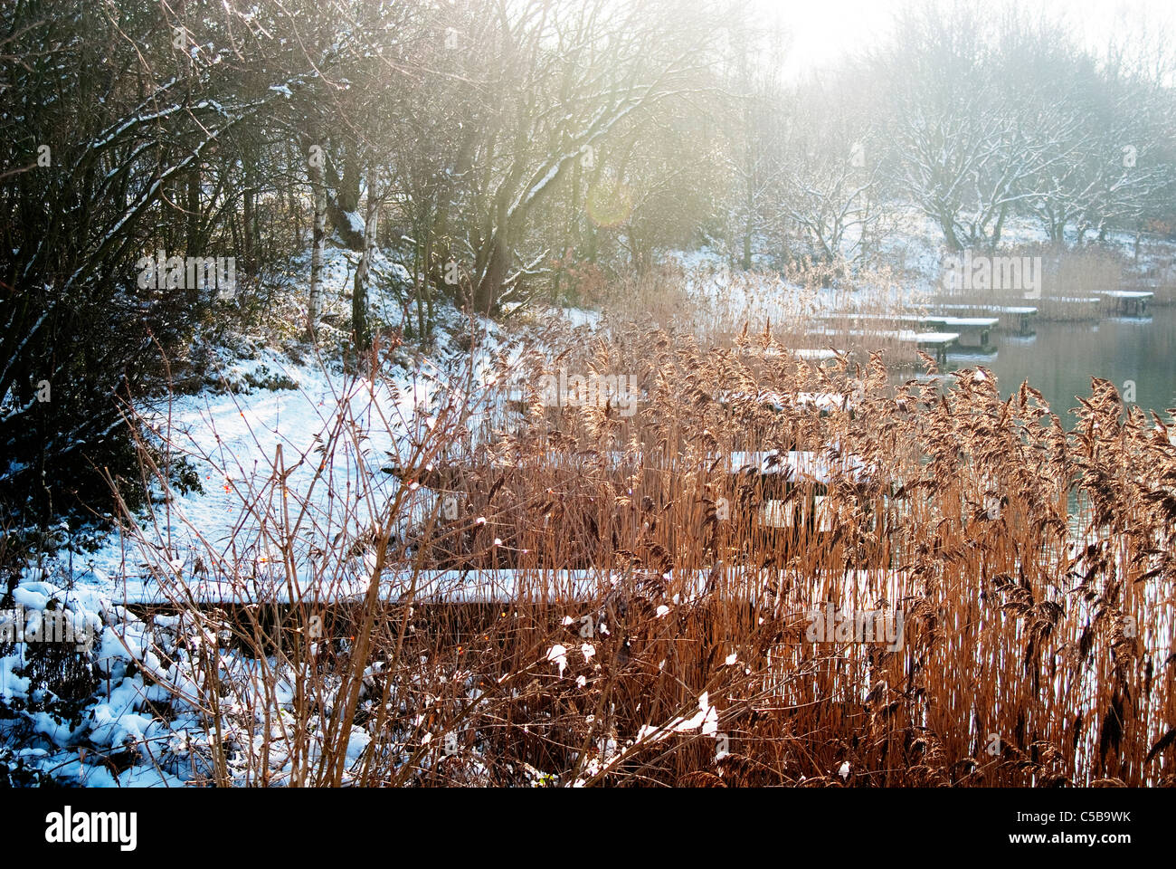 a moody winter scene taken a the edge of a fishing pond on the Five ...