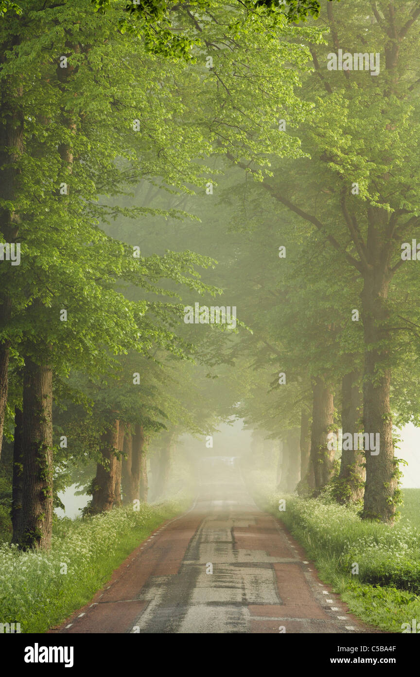 Narrow road in an avenue of trees hi-res stock photography and images ...