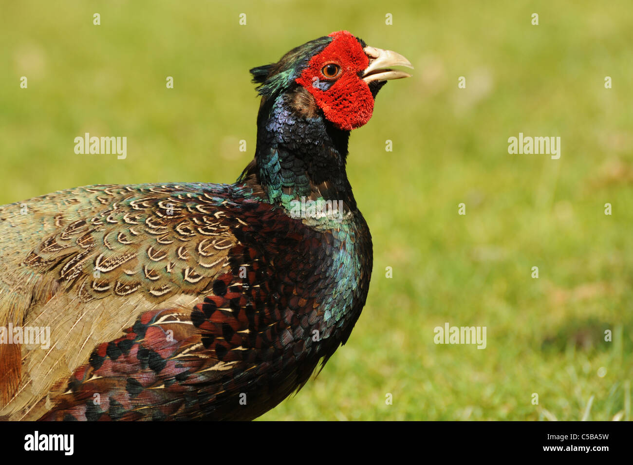 Pheasant meat hi-res stock photography and images - Alamy