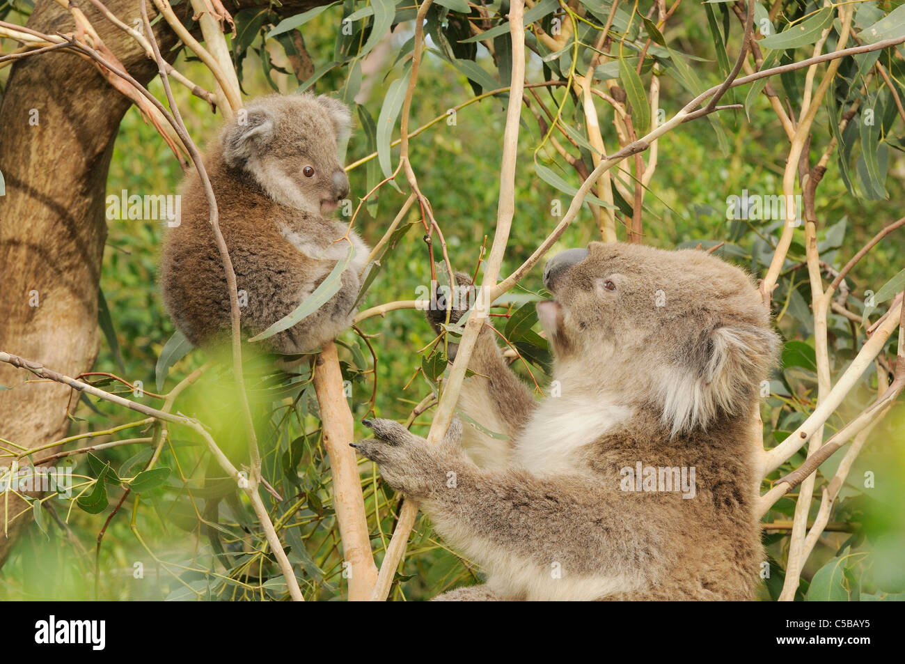 Koala Phascolarctos cinereus Mother and joey Photographed in Victoria, Australia Stock Photo - Alamy