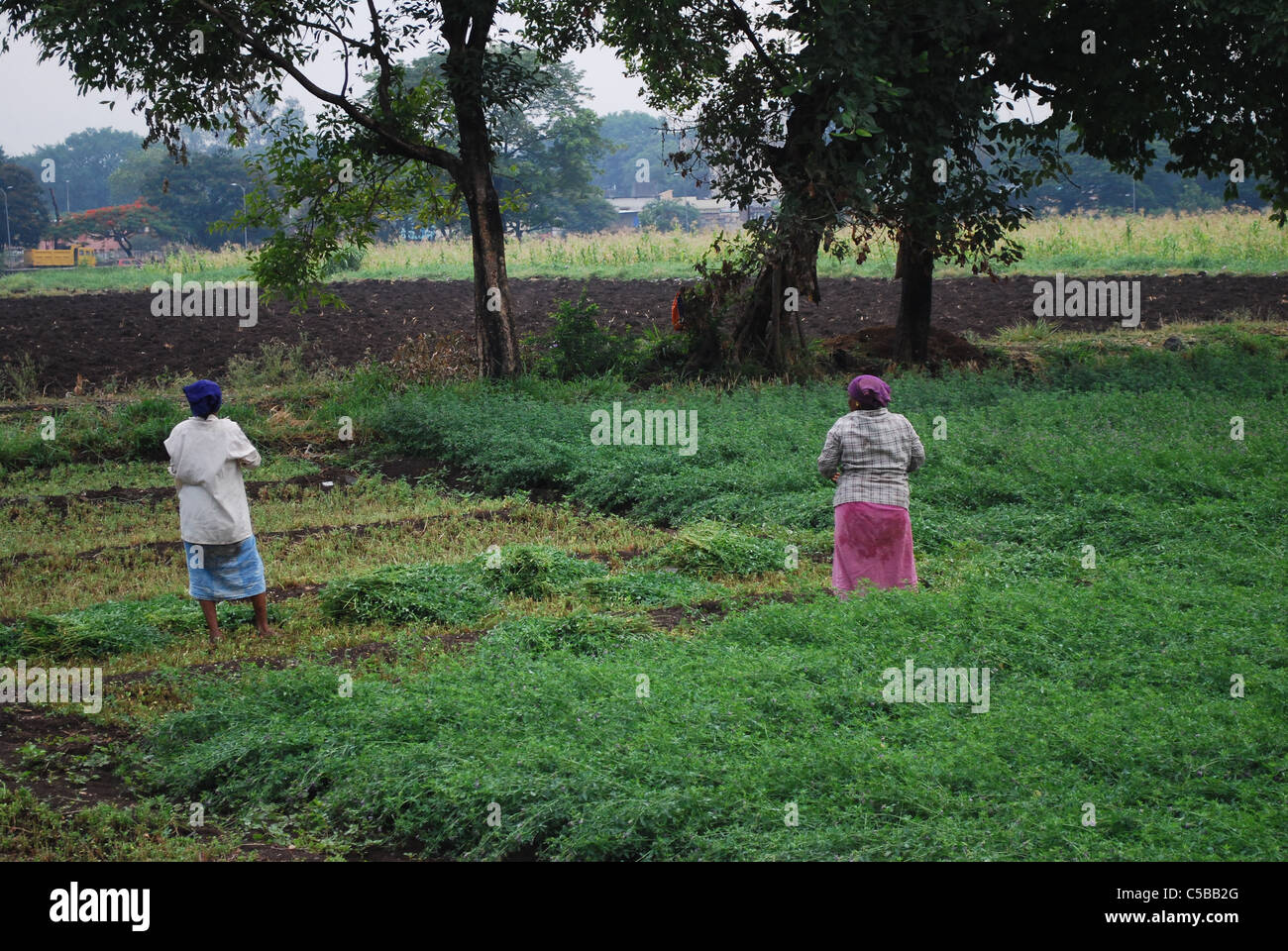 women work on field Stock Photo - Alamy