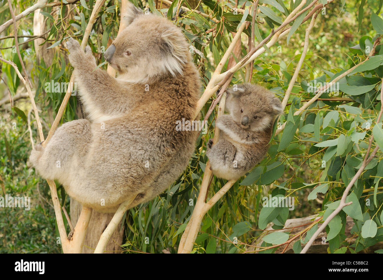 Koala Phascolarctos cinereus Mother and joey Photographed in Victoria, Australia Stock Photo - Alamy