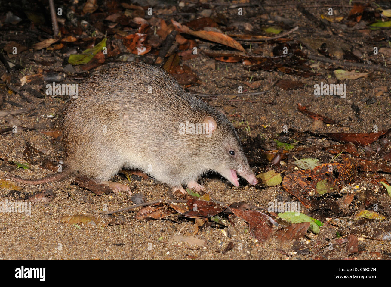Northern Brown Bandicoot Isoodon macrourus Photographed in Queensland ...