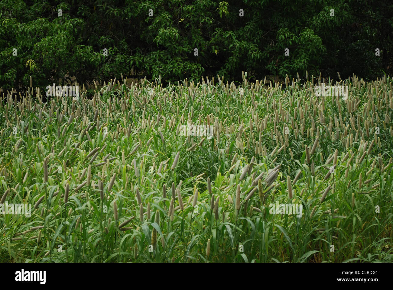 Millet tree hi-res stock photography and images - Alamy