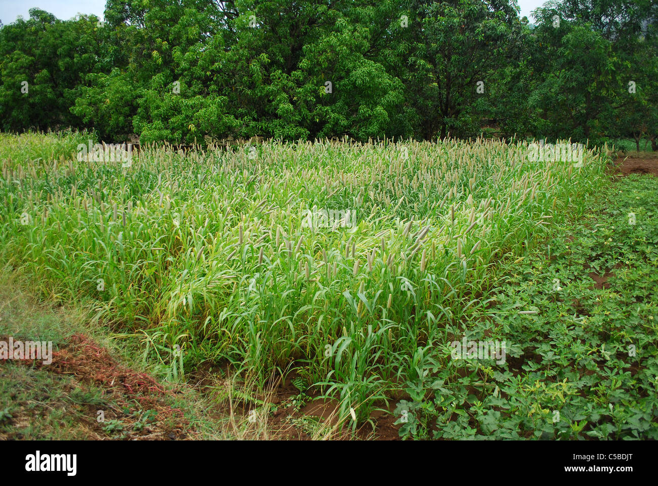Millet tree hi-res stock photography and images - Alamy
