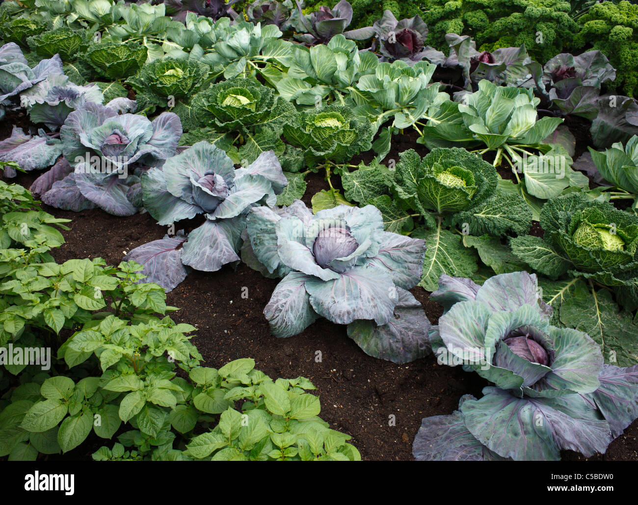 Vegetable plot hi-res stock photography and images - Alamy