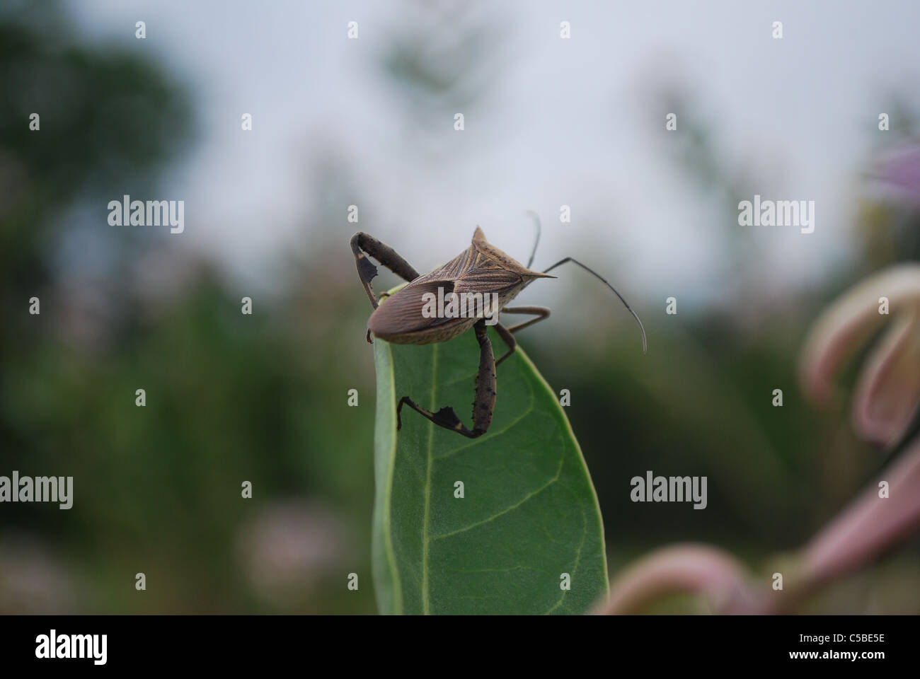 shield bug close-up Stock Photo - Alamy