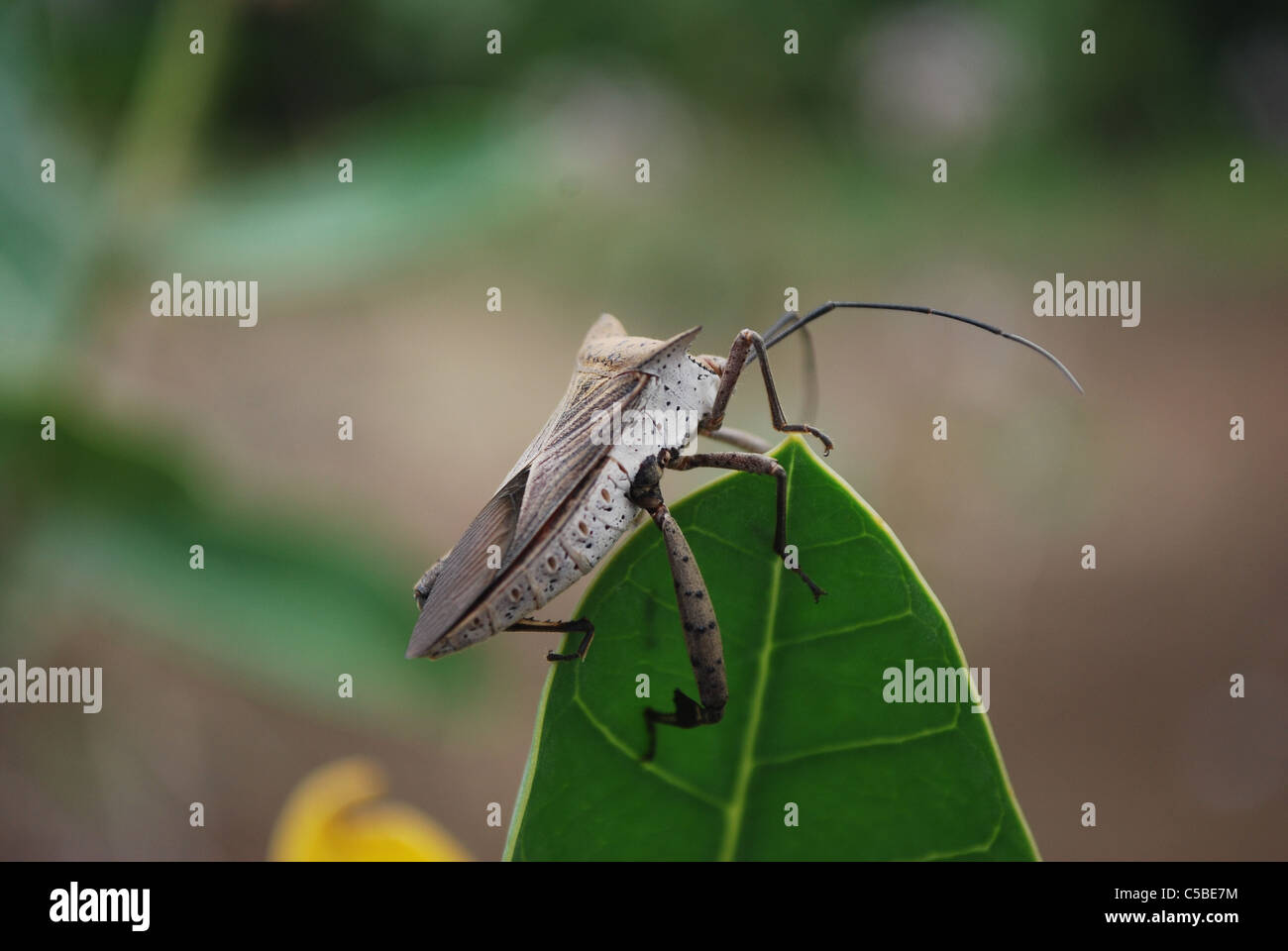 shield bug close-up Stock Photo - Alamy