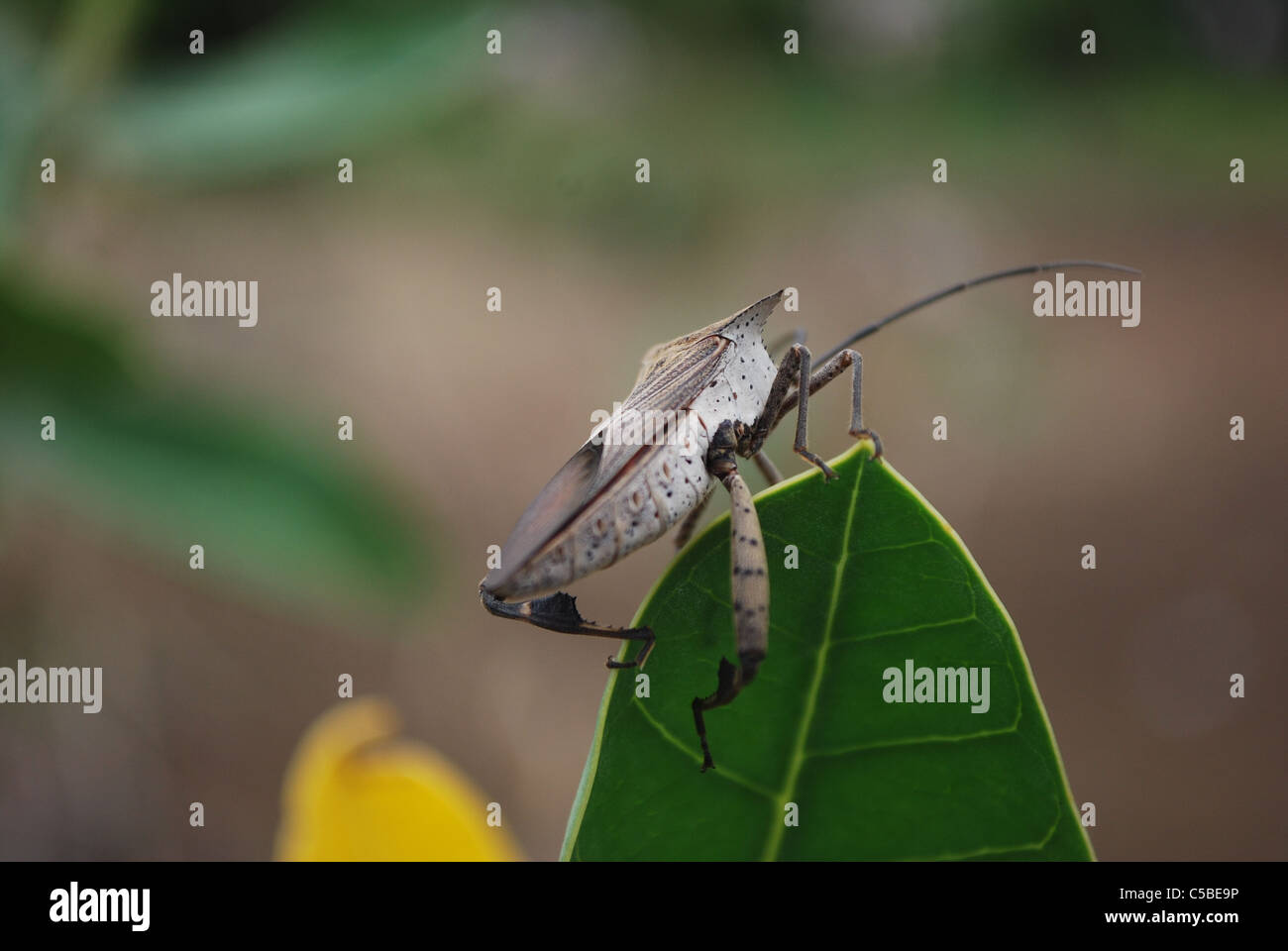 shield bug close-up Stock Photo - Alamy