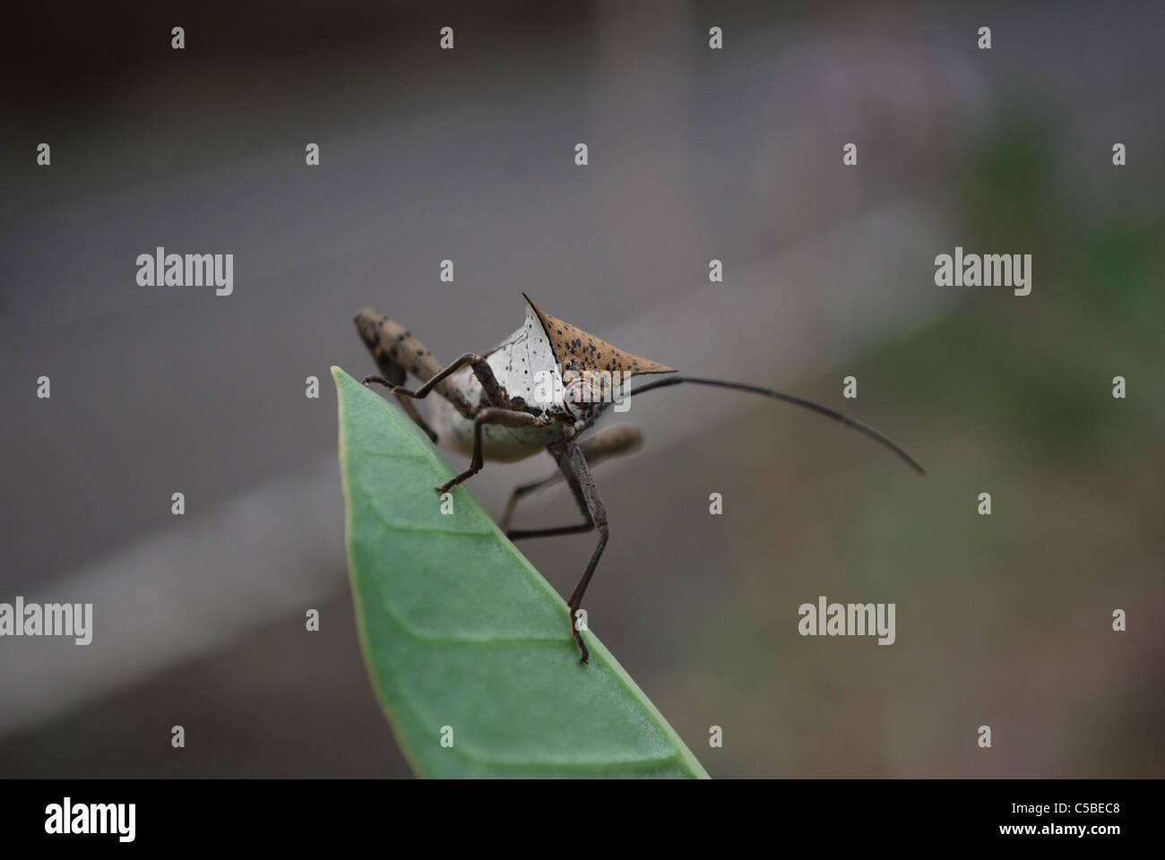shield bug close-up Stock Photo - Alamy