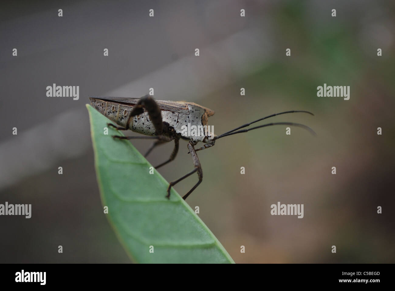 shield bug close-up Stock Photo - Alamy