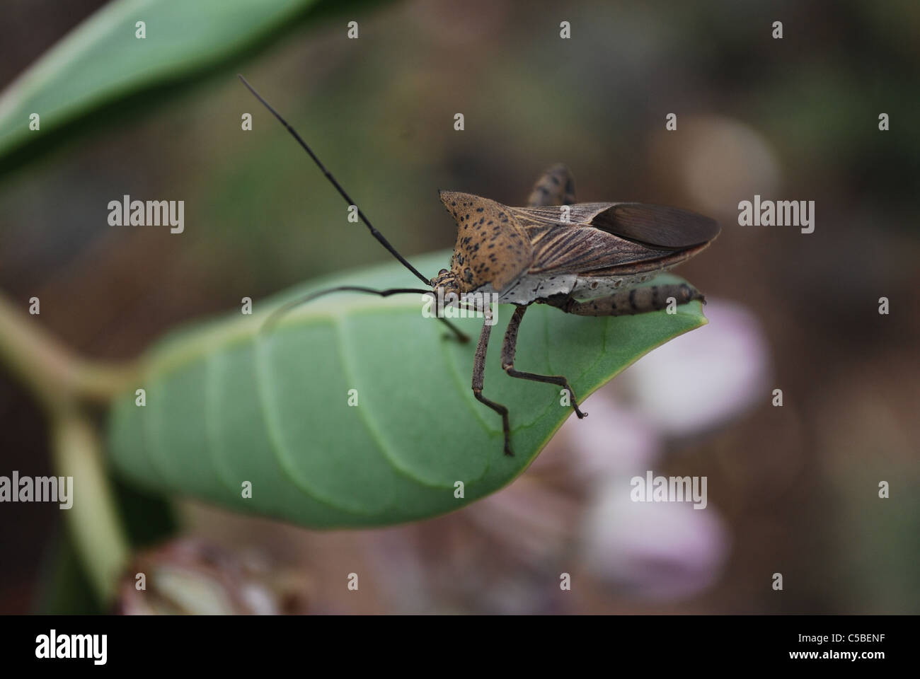 shield bug close-up Stock Photo - Alamy