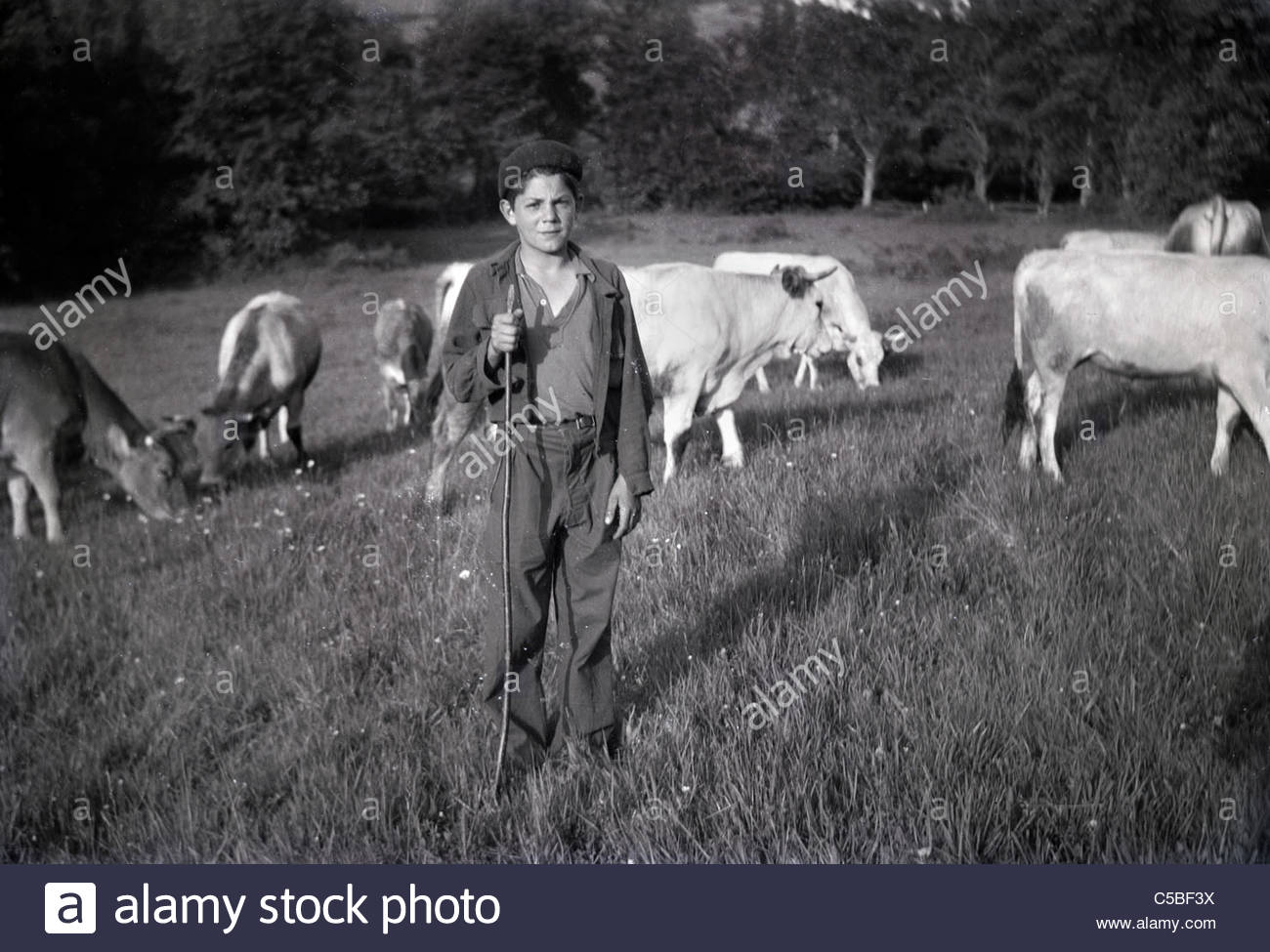 Boy Herding Cows Stock Photos & Boy Herding Cows Stock Images - Alamy