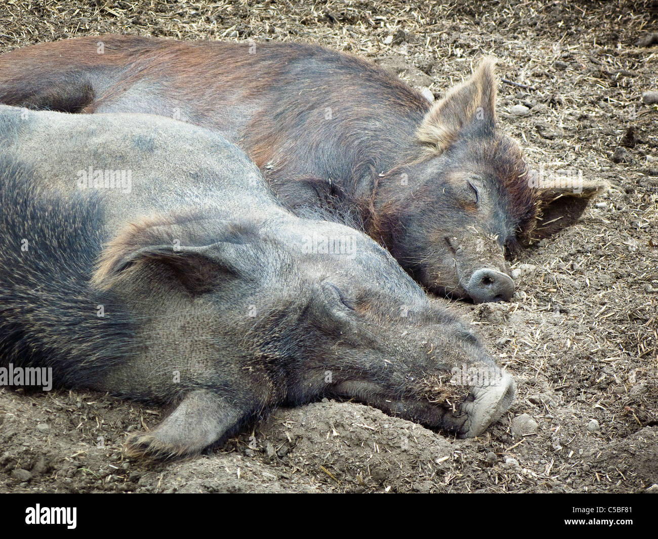 Pigs laying down hi-res stock photography and images - Alamy