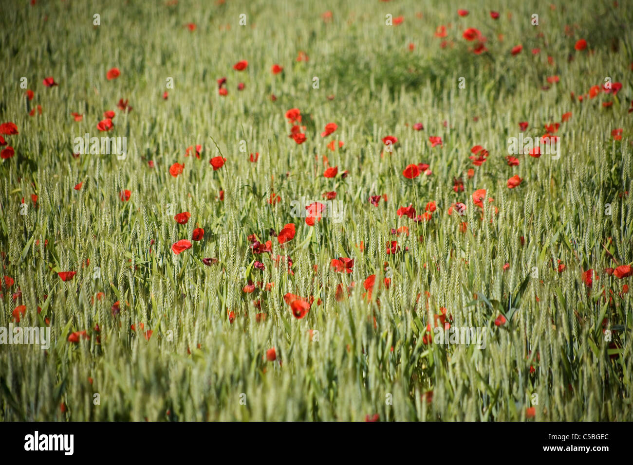 Frances poppy hi-res stock photography and images - Alamy