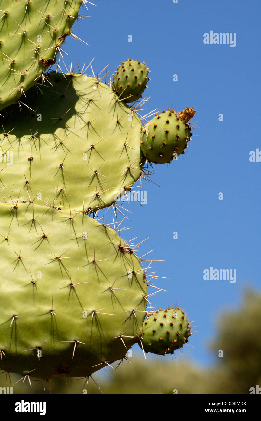 Thick cactus hi-res stock photography and images - Alamy