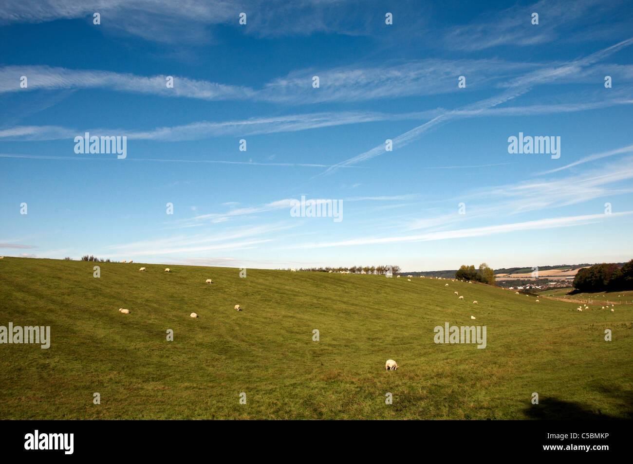 English field sheep hi-res stock photography and images - Alamy