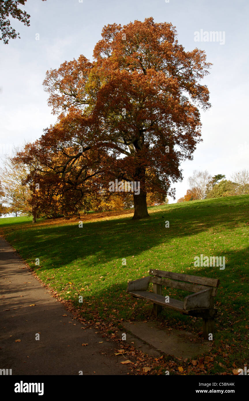 Trees in a park in Autumn Stock Photo - Alamy
