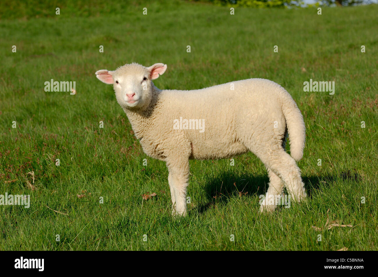 Fragile grass hi-res stock photography and images - Alamy