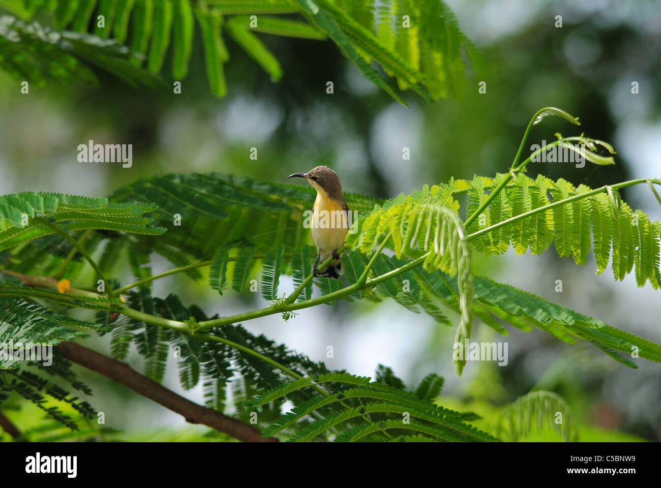 Yellow sun bird hi-res stock photography and images - Alamy