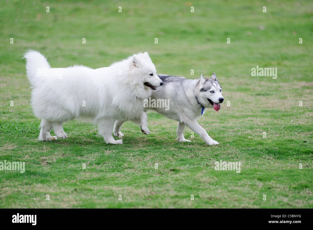 Two dogs playing together in the lawn Stock Photo - Alamy