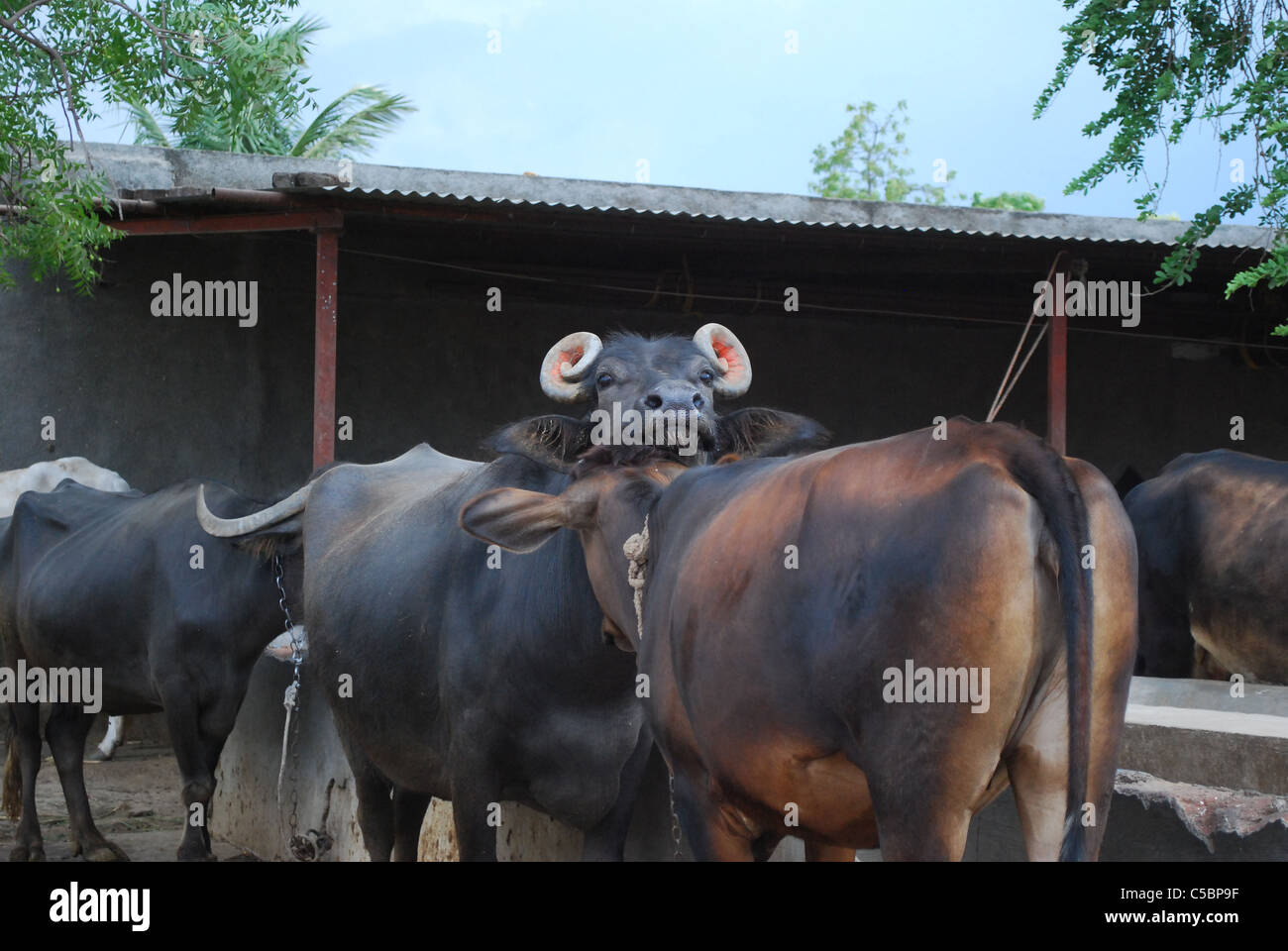 Milking buffalo hi-res stock photography and images - Alamy