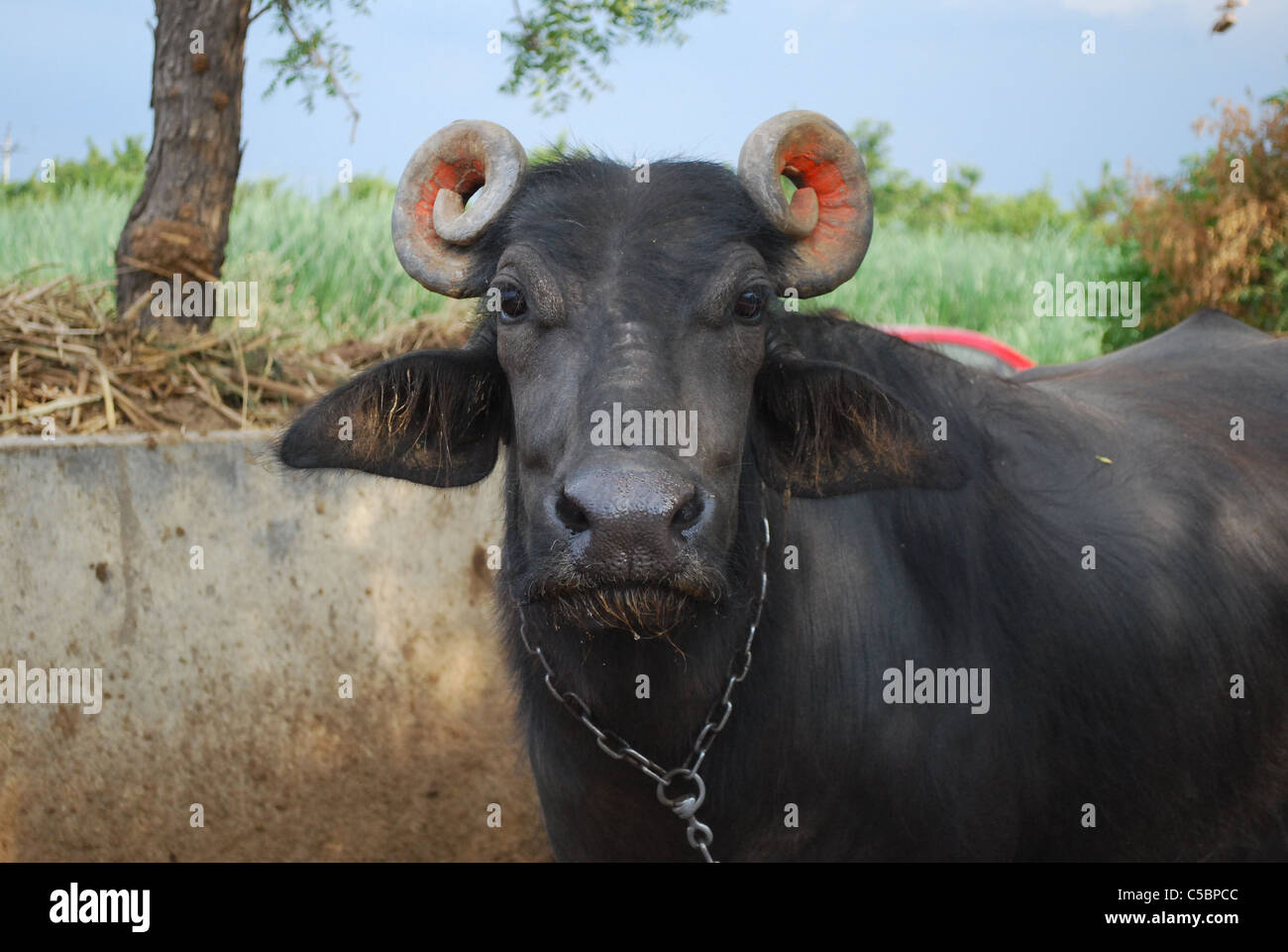 Milking buffalo hi-res stock photography and images - Alamy