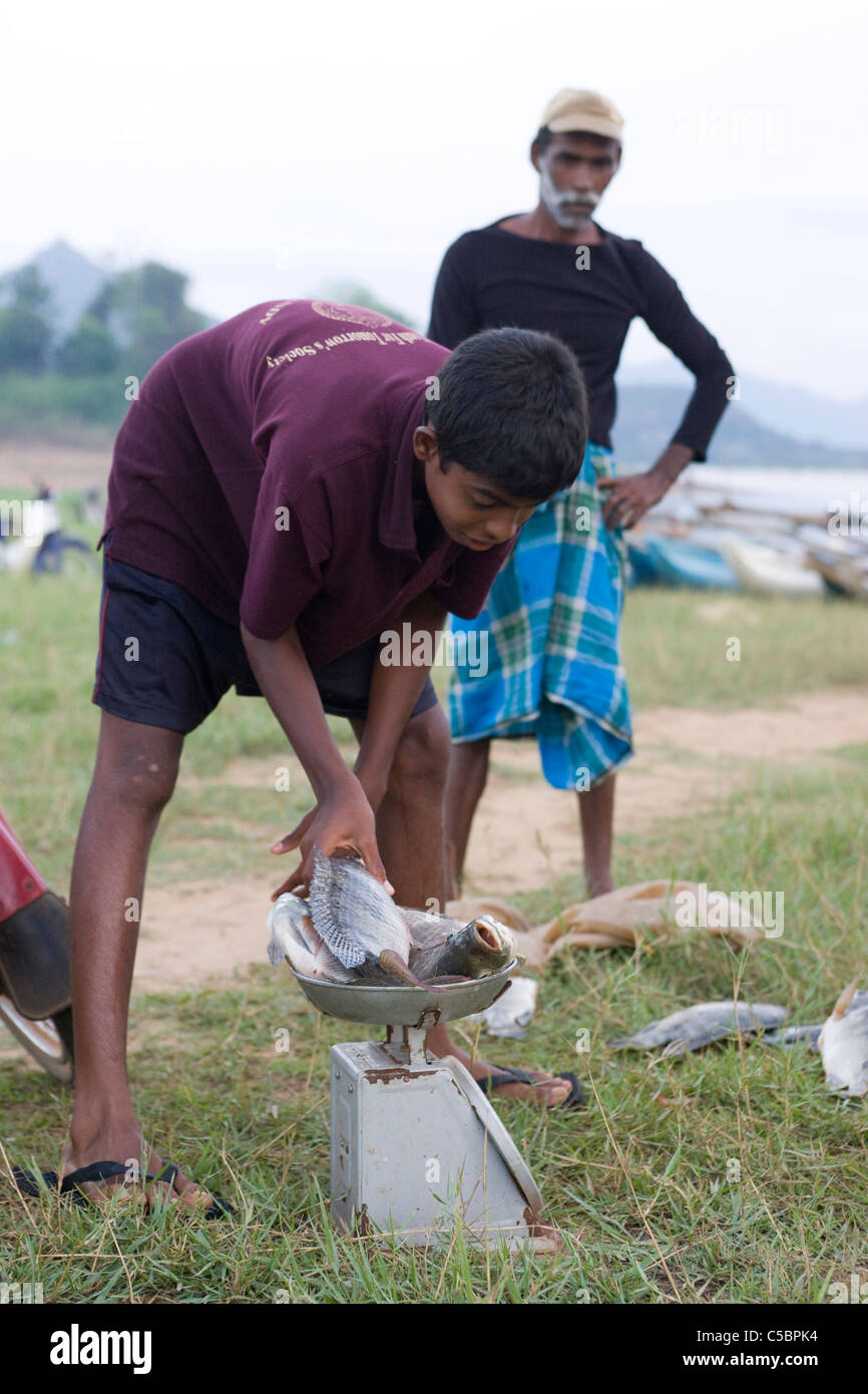A local weighs in his captured fish on the shores of Kandalama Lake ...