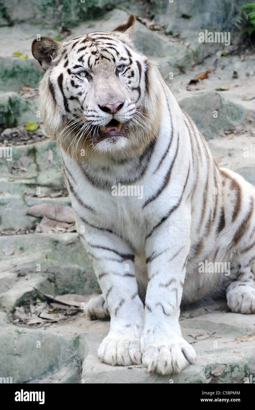 White tiger in the zoo Stock Photo - Alamy