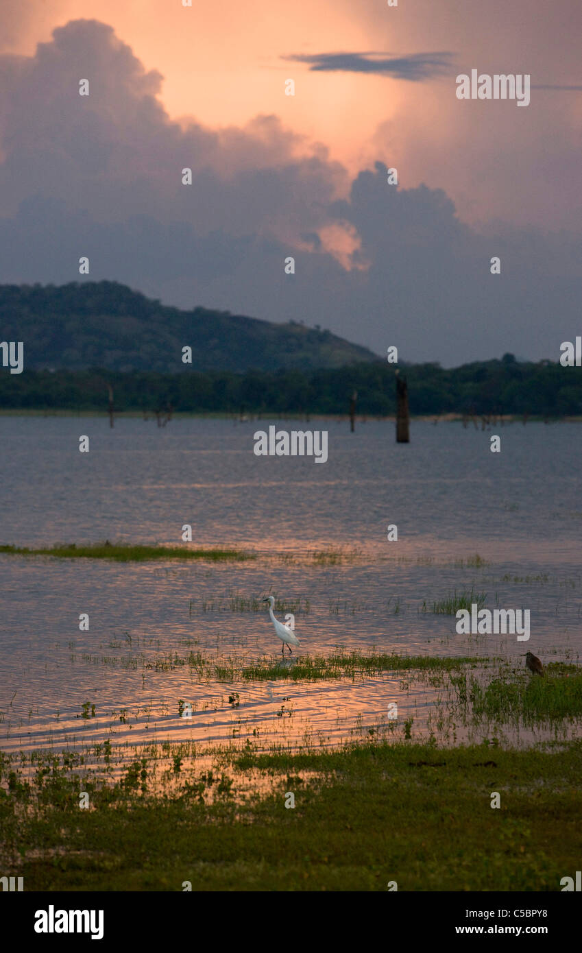 The evening light over Kandalama Lake. Sri Lanka Stock Photo - Alamy