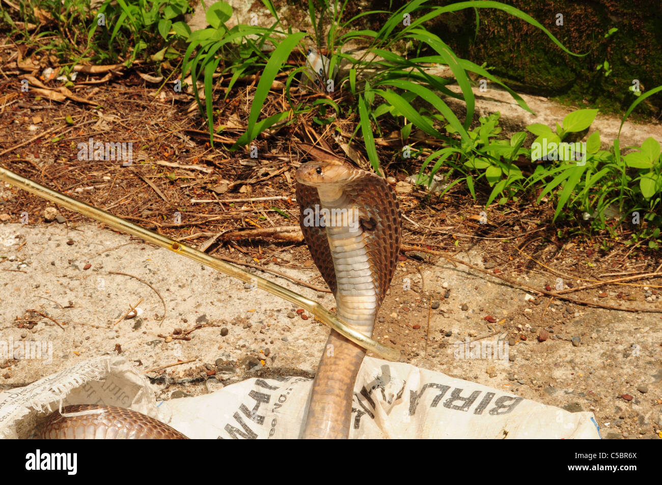 indian cobra Stock Photo - Alamy